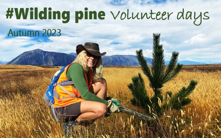 Wilding pine community volunteer day - South Canterbury District Website