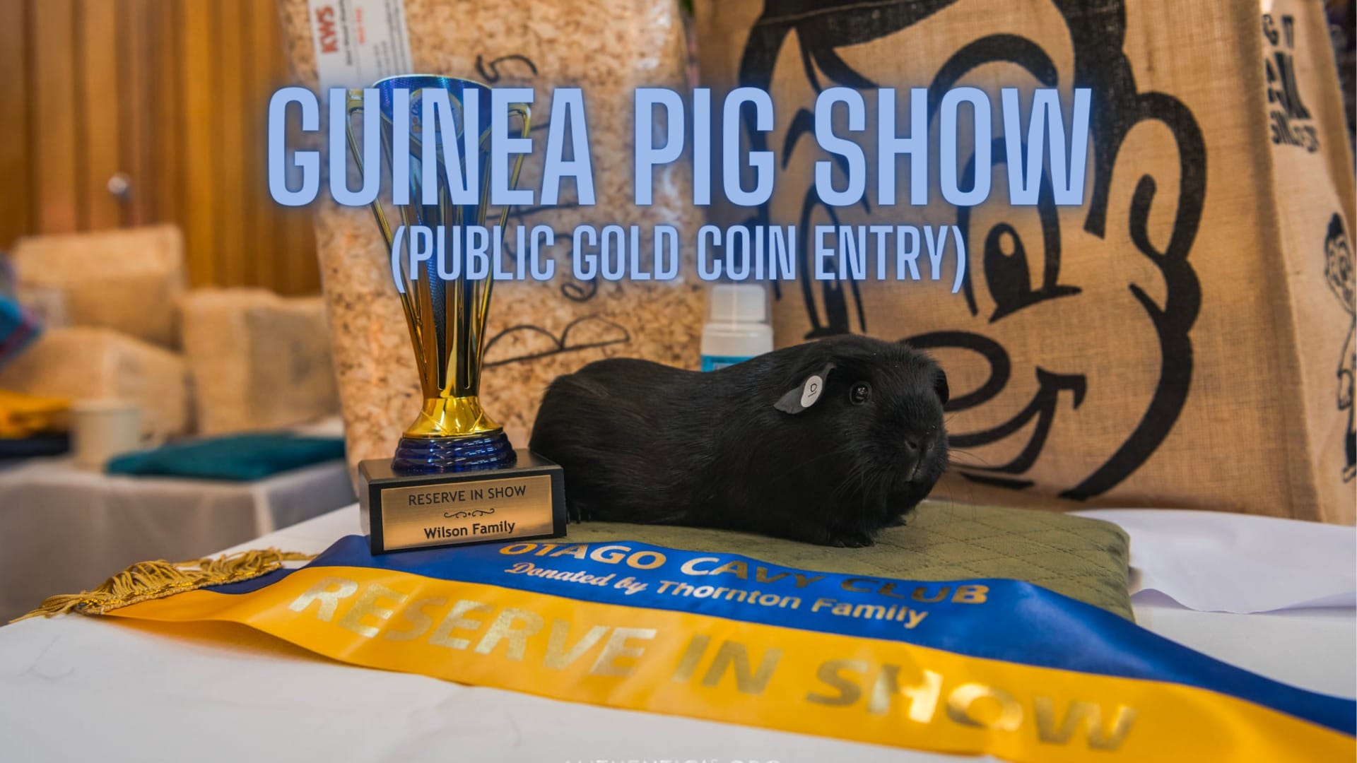 Timaru First Guinea Pig Show (Gold Coin Entry) - South Canterbury ...