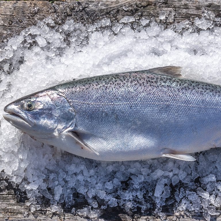 High Country Salmon - South Canterbury Regional Website